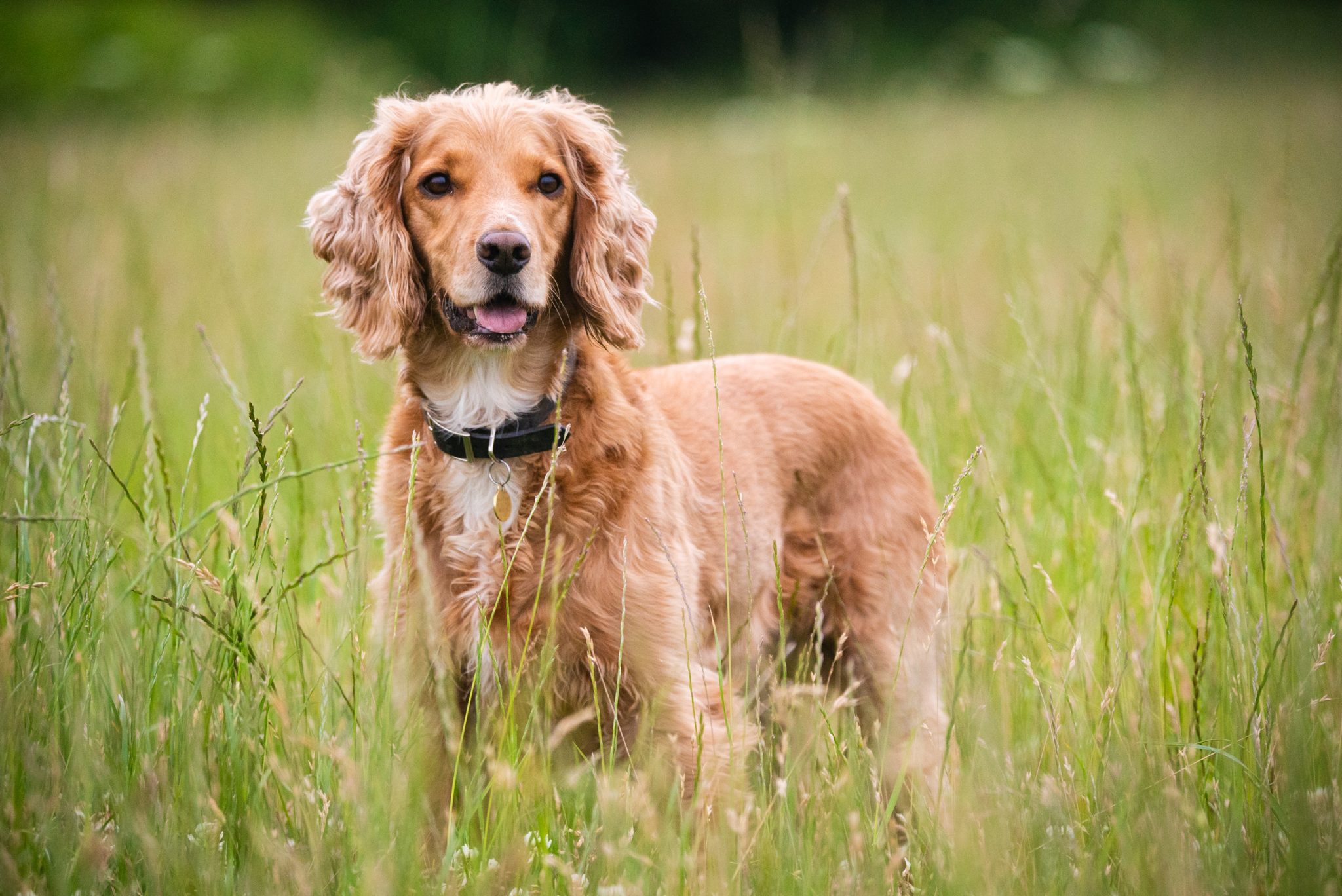 Things to do in the New Forest | Group Accommodation