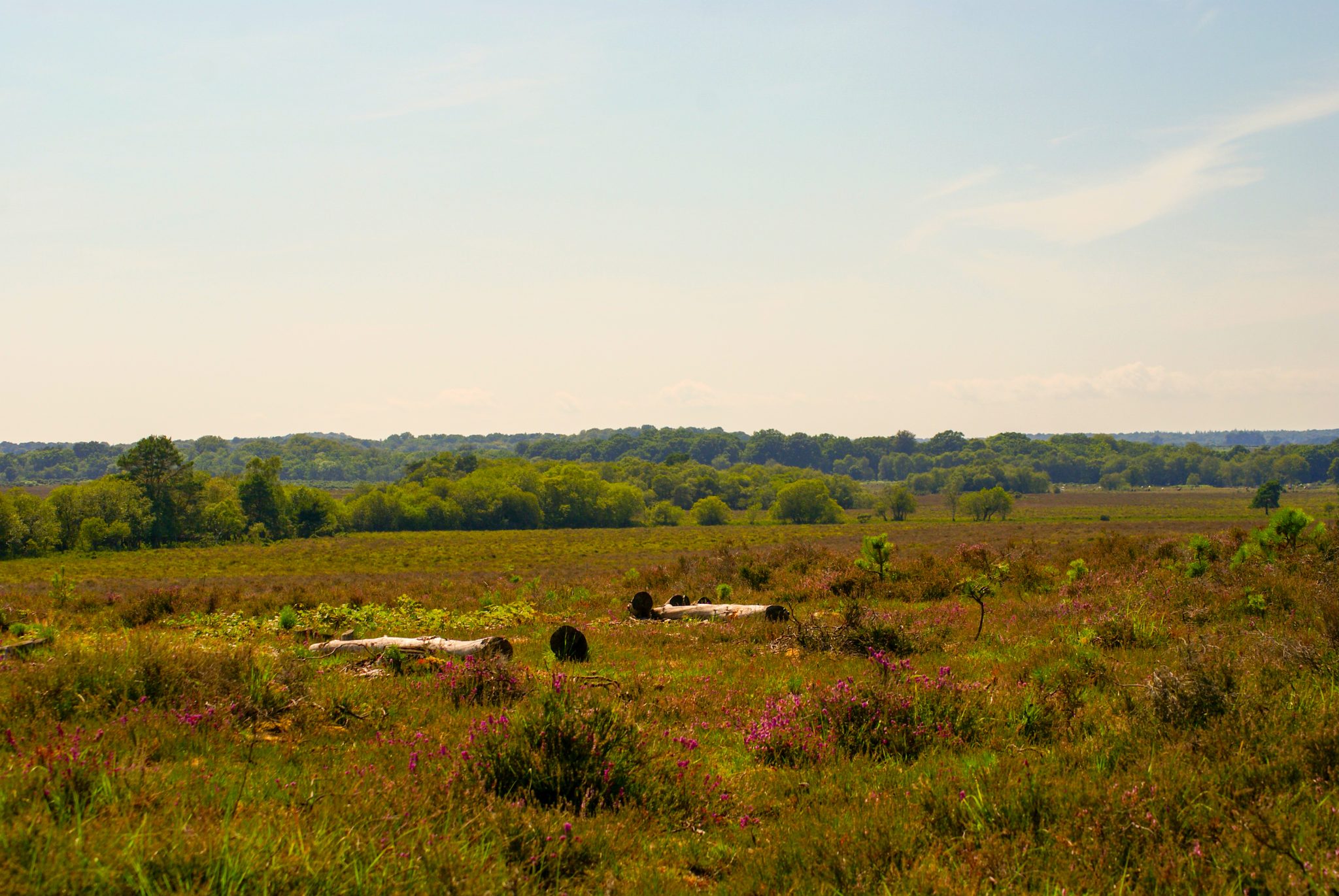 Things to do in the New Forest | Group Accommodation