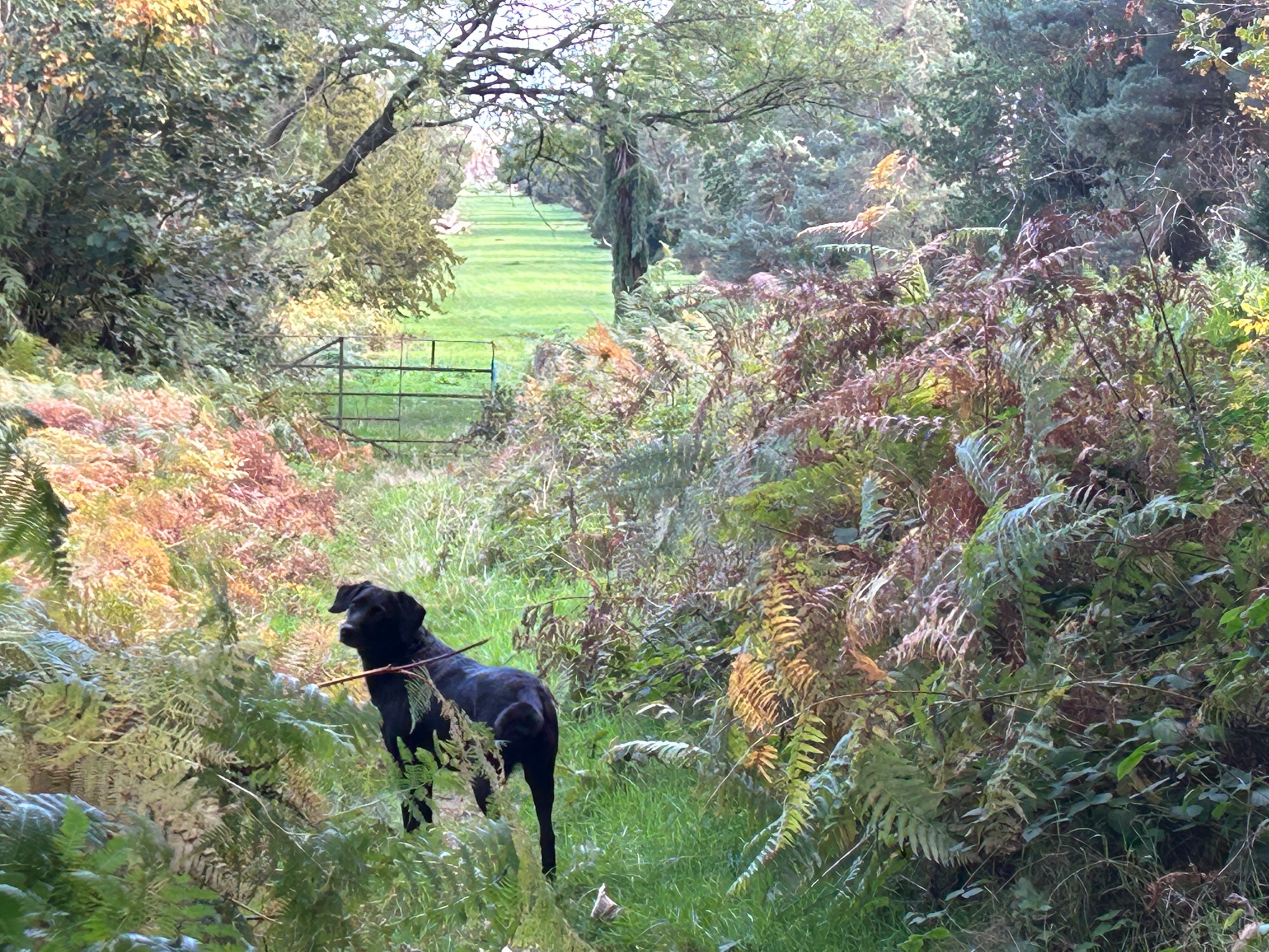Monnington House and Garden Cottage | Luxury houses, Herefordshire
