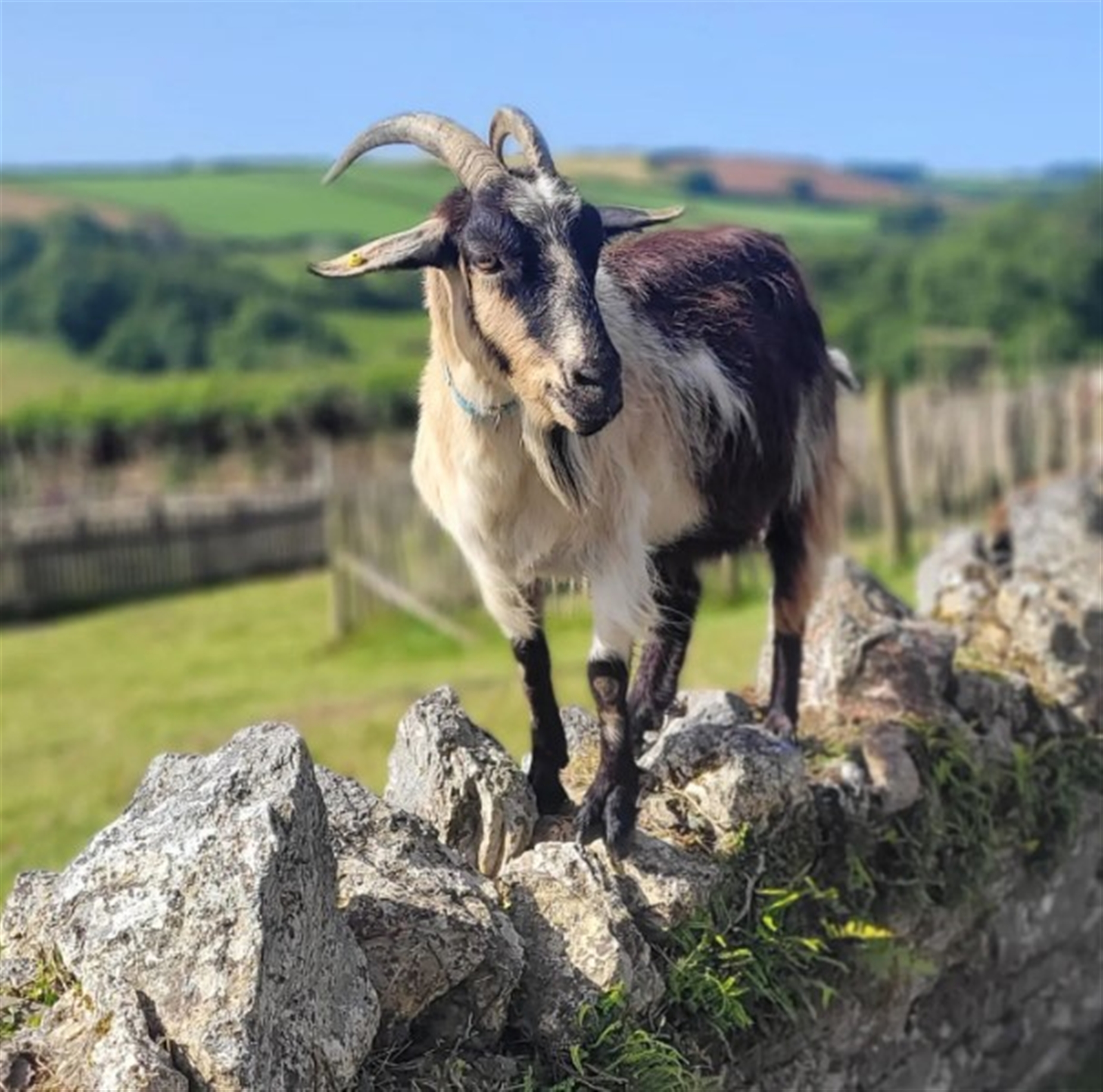 Farmhouse at Treworgey | Family holiday house, Cornwall